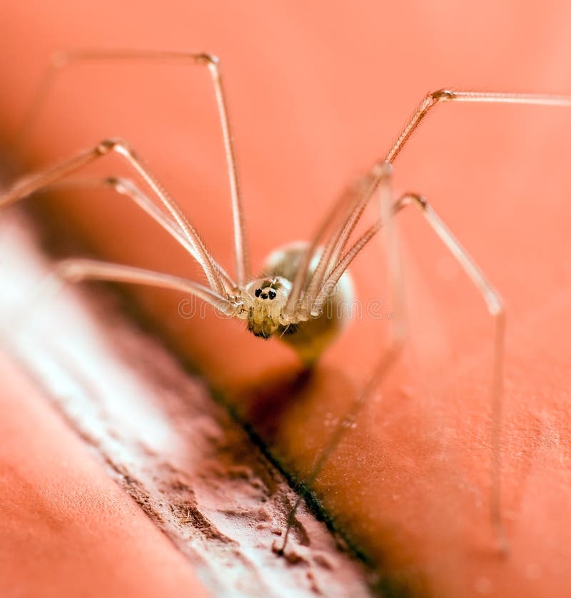 Meta Menardi 2 Del Ragno Della Caverna Dell'europeo Fotografia Stock ...