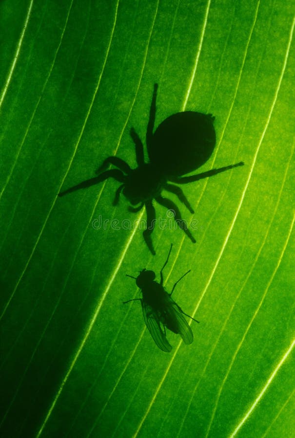Ragno e mosca fotografia stock. Immagine di giardino - 18370838