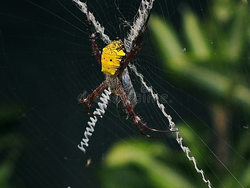Nido del ragno, ragnatela immagine stock. Immagine di selvaggio - 70462841