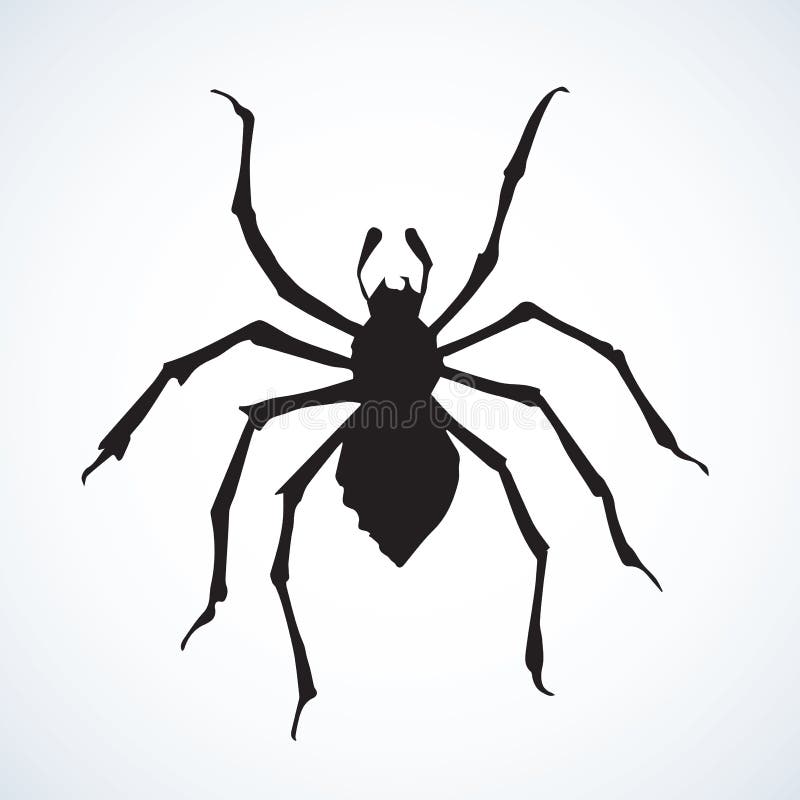 Ragno Illustrazione Di Vettore Illustrazione Vettoriale - Illustrazione ...
