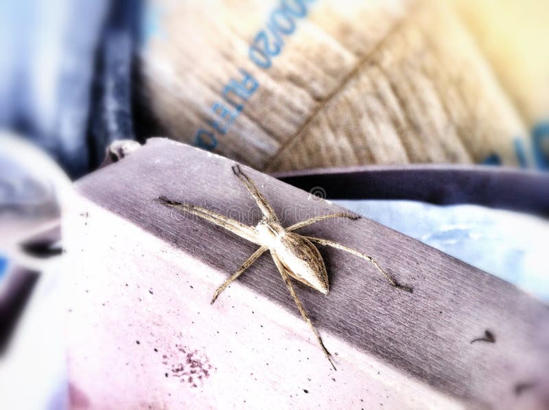 Ragno La Dimensione Della Palma Immagine Stock - Immagine di ragazza ...