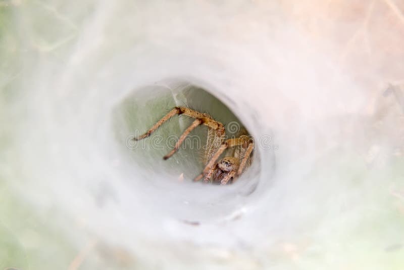 Ragno nel suo nido di Web immagine stock. Immagine di wildlife - 5598563