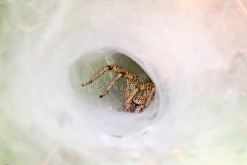 Ragno nel suo nido fotografia stock. Immagine di tubo - 32805744