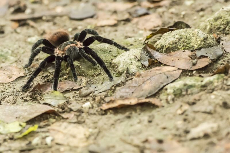 Grande ragno spaventoso immagine stock. Immagine di brown - 12064871