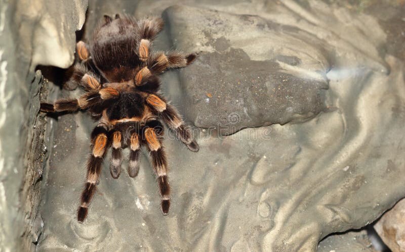 Ragno Sopraelevato Della Tarantola Di Vista Fotografia Stock - Immagine ...