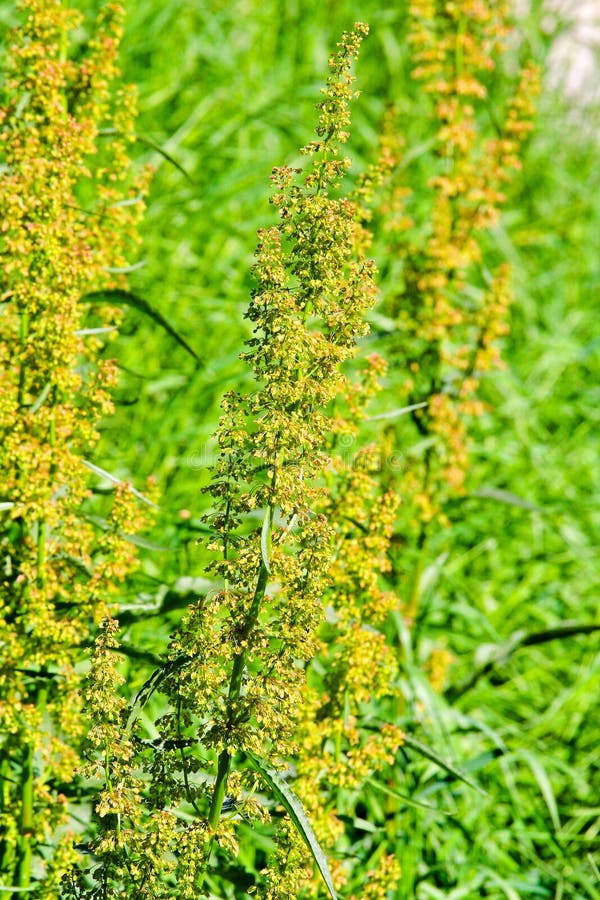 Ragweed stock image. Image of fever, wildflower, allergic - 203003