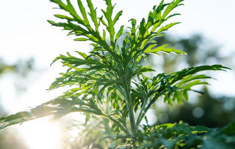 Ragweed - Allergy Causing Grass. Ragweed Allergies in Dogs, Symptoms ...