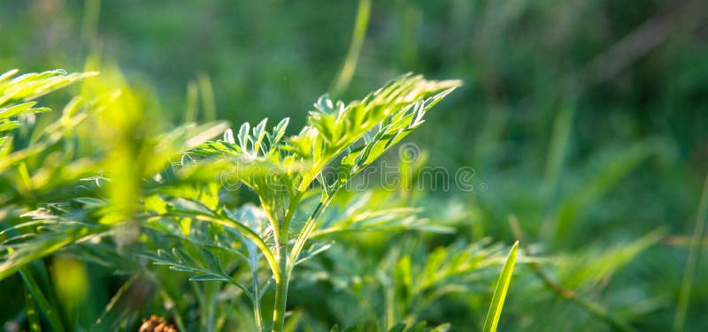 Ragweed - Allergy Causing Grass. Ragweed Allergies in Dogs, Symptoms ...