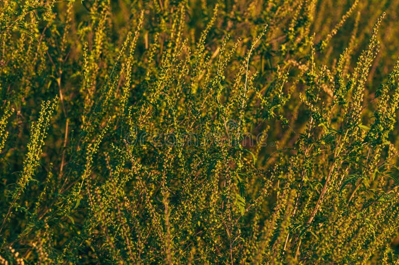 Ragweed or Ambrosia Plant, Its Pollen is Notorious for Causing Allergic ...