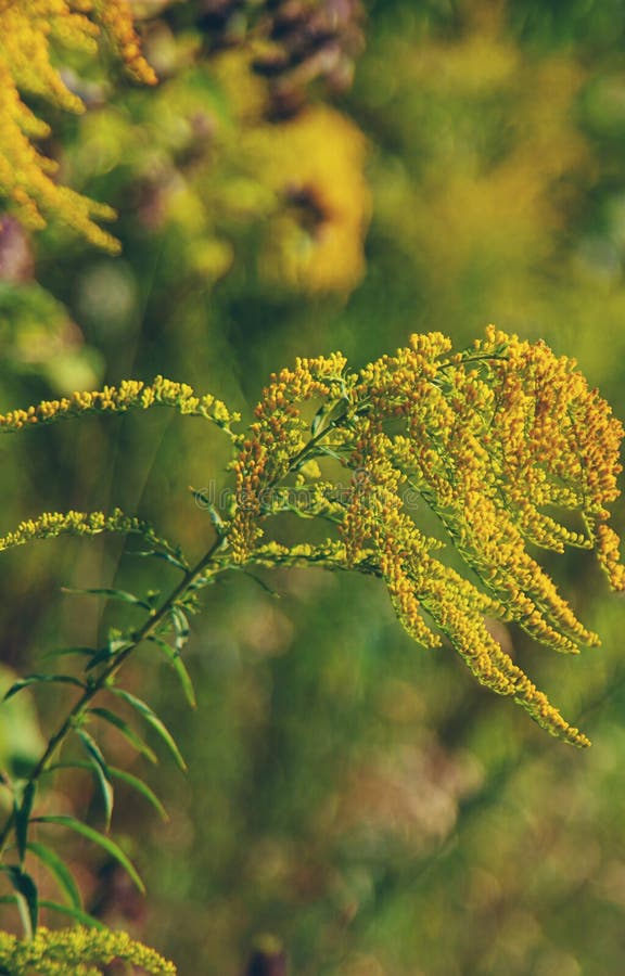 Ragweed Growing in a Field. Selective Focus Stock Photo - Image of ...