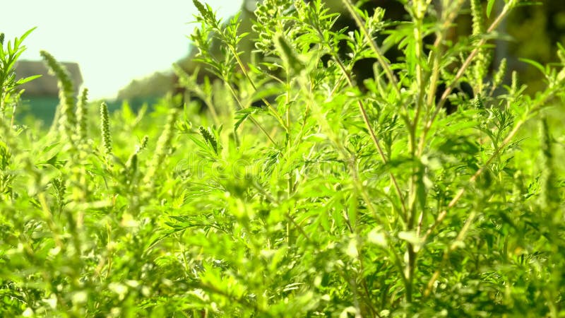 Ragweed Grows in the Field. Elective Focus Stock Video - Video of ...