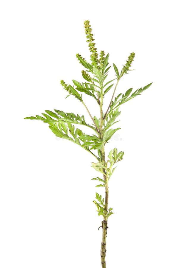 Ragweed Isolated on White Background Stock Image - Image of ragweed ...