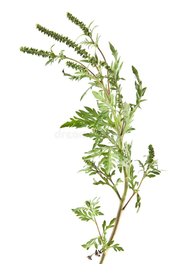 Ragweed Isolated on White Background Stock Photo - Image of pollen ...