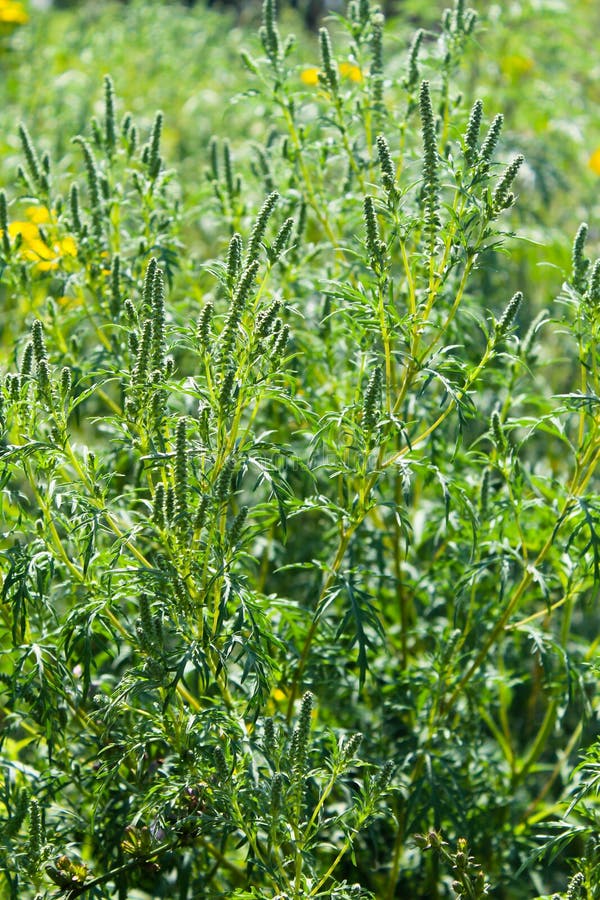 Ragweed plant stock image. Image of fever, leaf, blossom - 94758897