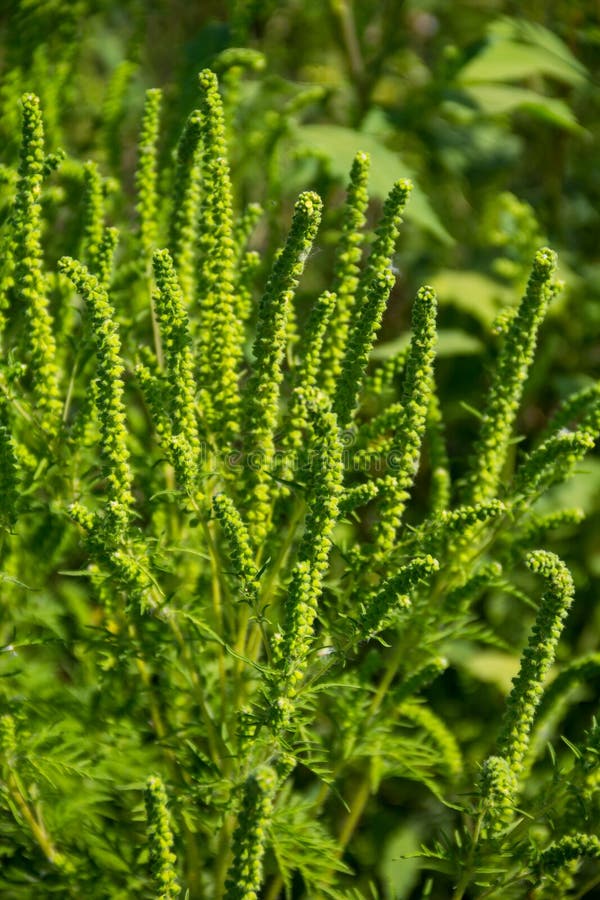 Ragweed plants stock image. Image of growth, common - 166651919