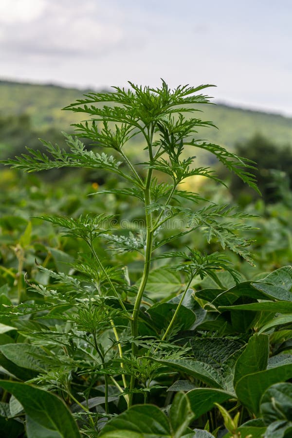 Ragweed Plants Ambrosia Artemisiifolia Causing Allergy Stock Image ...