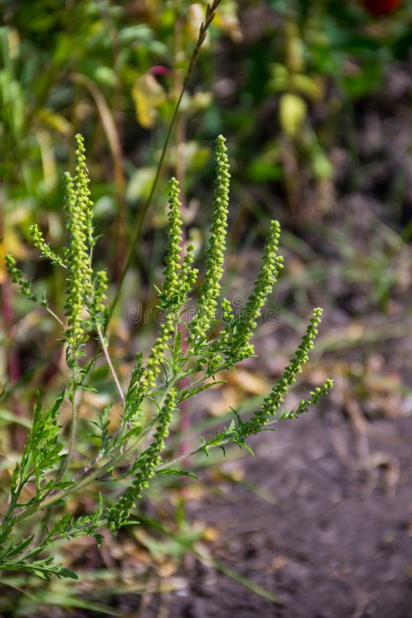 Ragweed plants stock image. Image of nose, grass, nature - 113125873