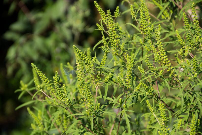 Ragweed plants stock image. Image of blow, green, growth - 99992025