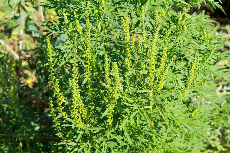 Ragweed plants stock photo. Image of asthmatic, ambrosia - 76474124