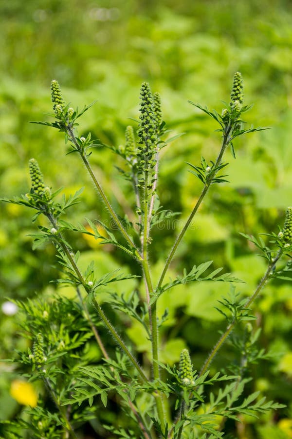 Ragweed plants stock photo. Image of harmful, dangerous - 99988648