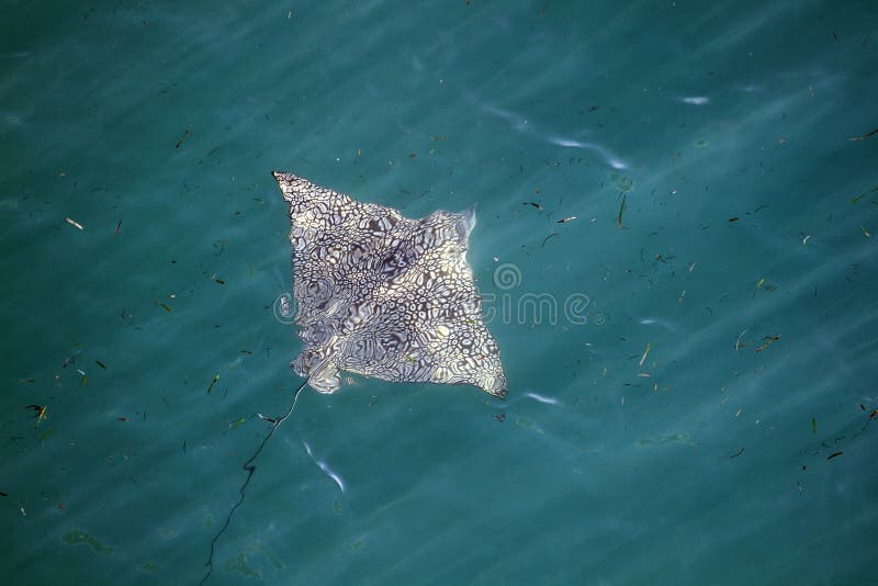 Raia de águia na água imagem de stock. Imagem de animal - 12596451
