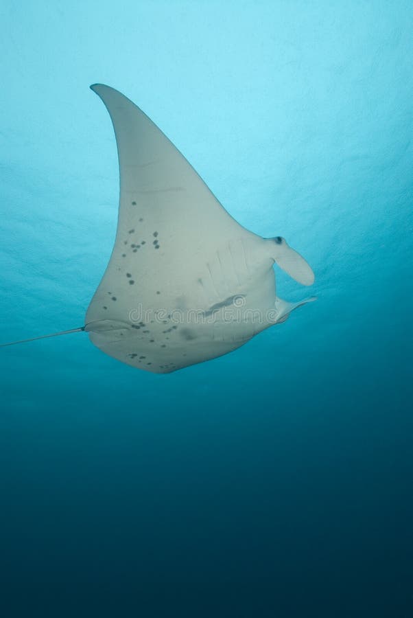 Raia De Manta Gigante De Abaixo Entre Outros Peixes Foto de Stock ...