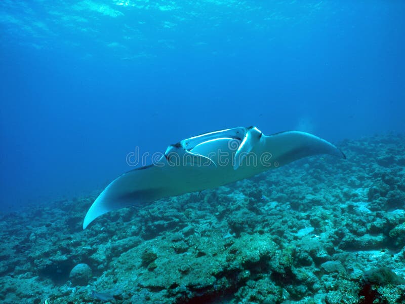 Raia manta foto de stock. Imagem de raio, oceano, manta - 2203750