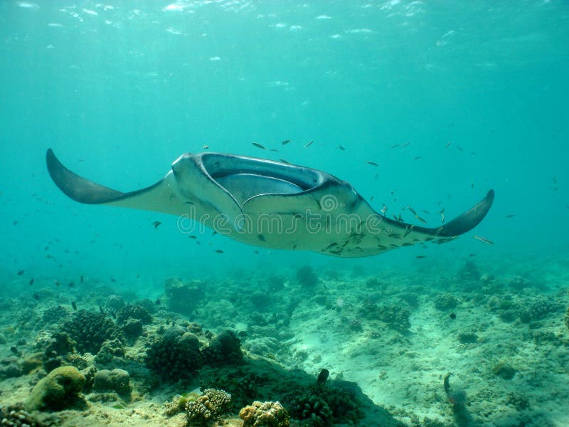 Raia de Manta foto de stock. Imagem de raio, oceano, manta - 2203750