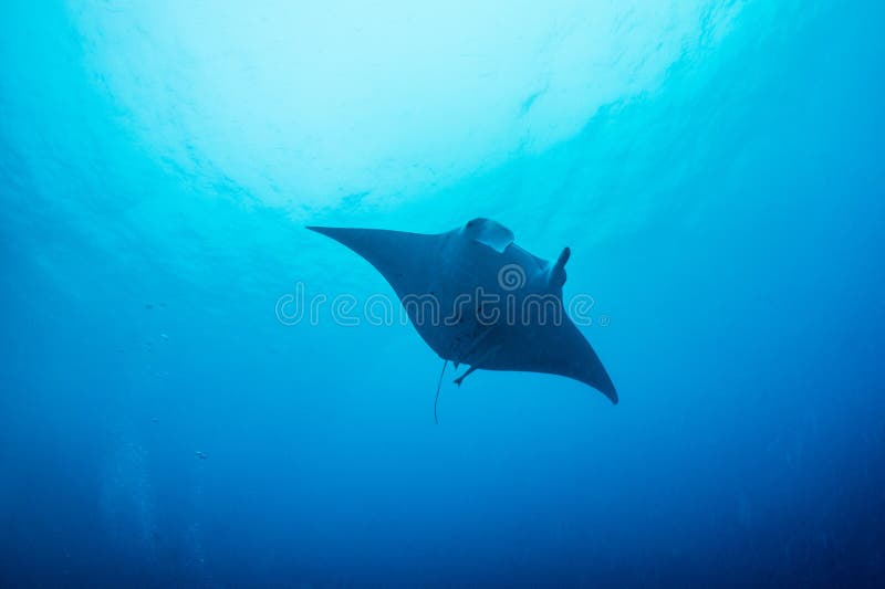 Raia de Manta foto de stock. Imagem de colorido, litoral - 27441466