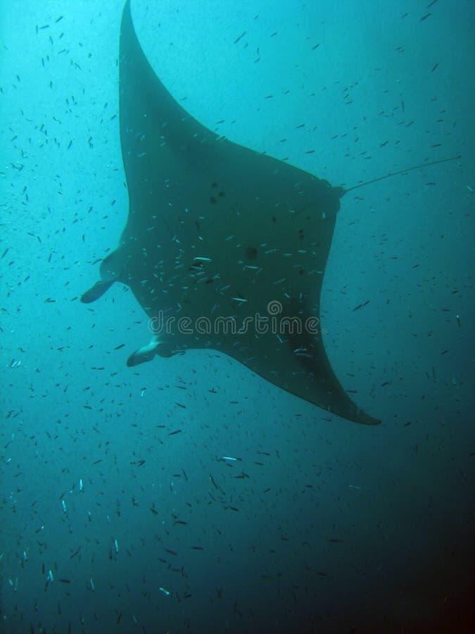 Raia de Manta foto de stock. Imagem de manta, oceano, maldivas - 4027876