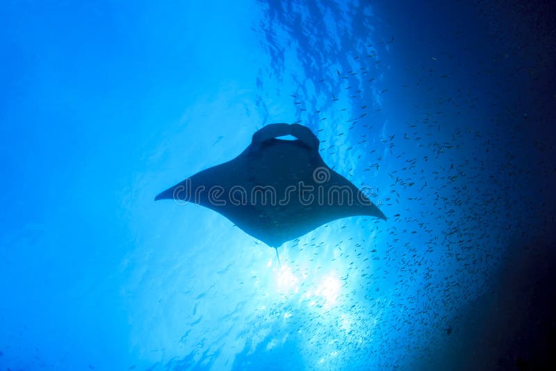 Raia de Manta foto de stock. Imagem de cinzento, gigante - 9614818