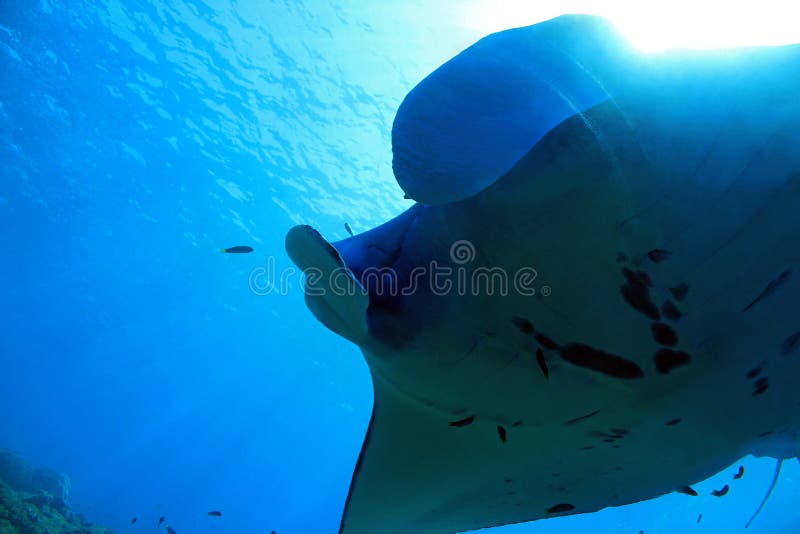 Raia de Manta foto de stock. Imagem de manta, raia - 46646018