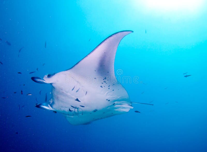 Raia de Manta foto de stock. Imagem de manta, raia - 9614818