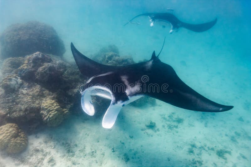 Raio De Mantaray Ou De Manta Foto de Stock - Imagem de paradise, oceano ...