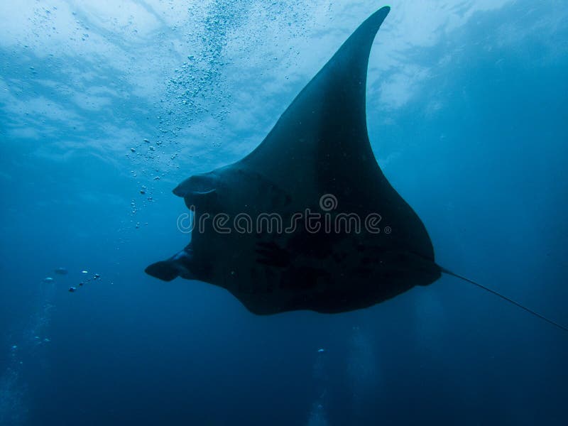 Raia de Manta imagem de stock. Imagem de wildlife, animal - 91099743