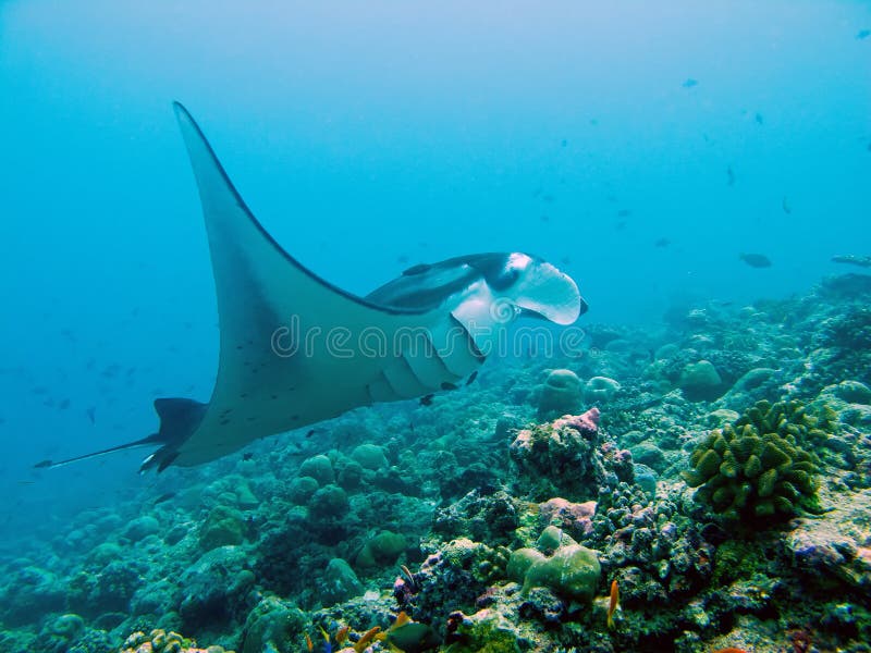 Raia de manta gigante imagem de stock. Imagem de nadadas - 28981375