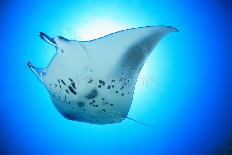 O Raio De Manta Gigante Nada Sobre O Recife De Corais Como ...