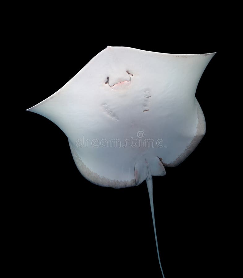 Raia De Peixe Isolada Em Preto Imagem de Stock - Imagem de marinho ...