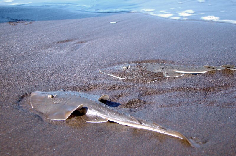Raia de picada foto de stock. Imagem de peixes, areia - 8785638