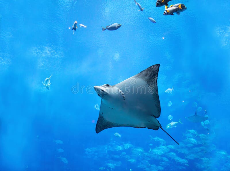 Raia Ou Peixes Chatos Submarinos Foto de Stock - Imagem de nave ...