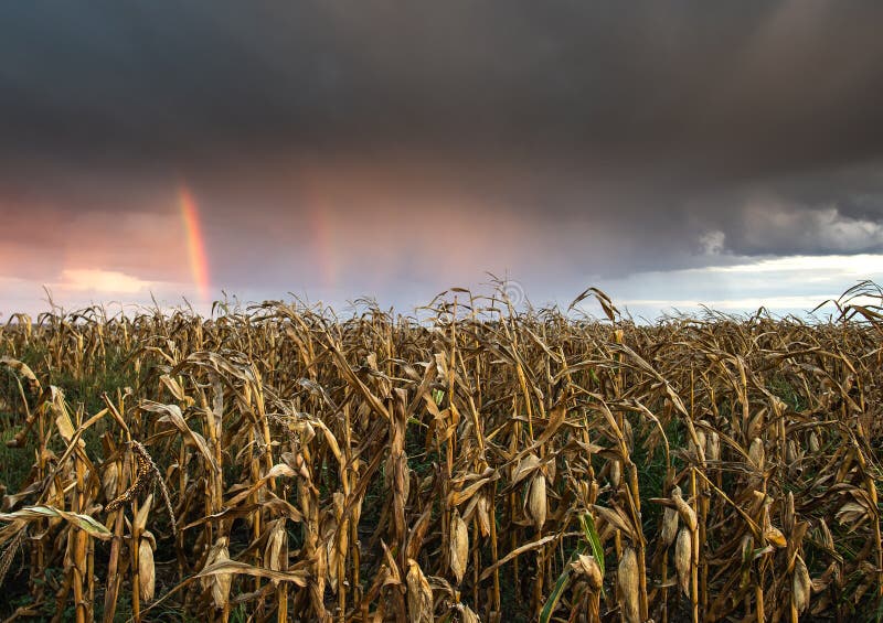 Raibow over field of corn stock photo. Image of dramatic - 271685886