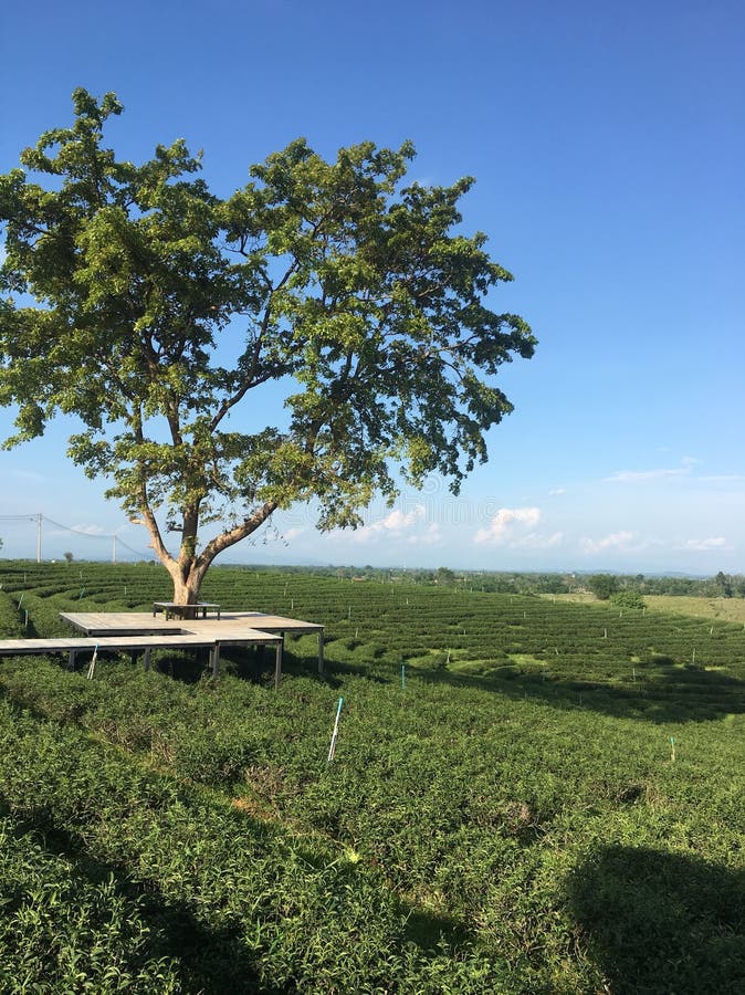 Raicha stock photo. Image of trip, green, raicha, chiang - 121463516