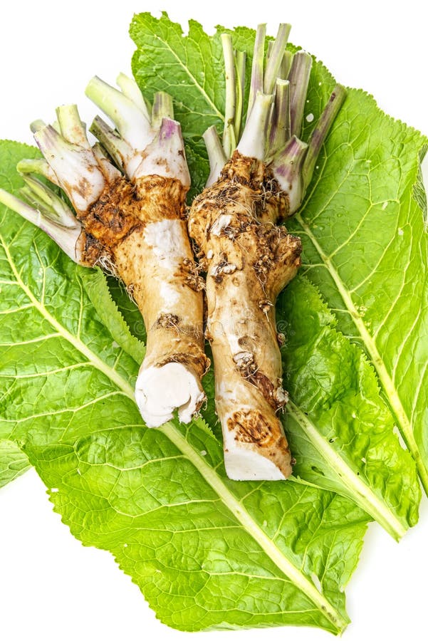 Un raifort frais photo stock. Image du frais, épice, organique - 33595182