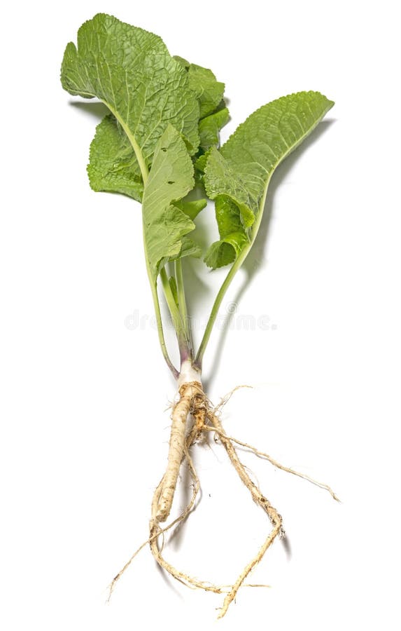 Raifort sauvage frais image stock. Image du blanc, vert - 8234365