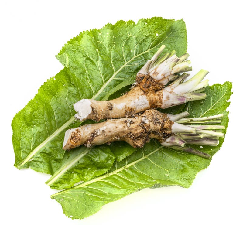 Raifort image stock. Image du raifort, nourriture, radis - 33595247