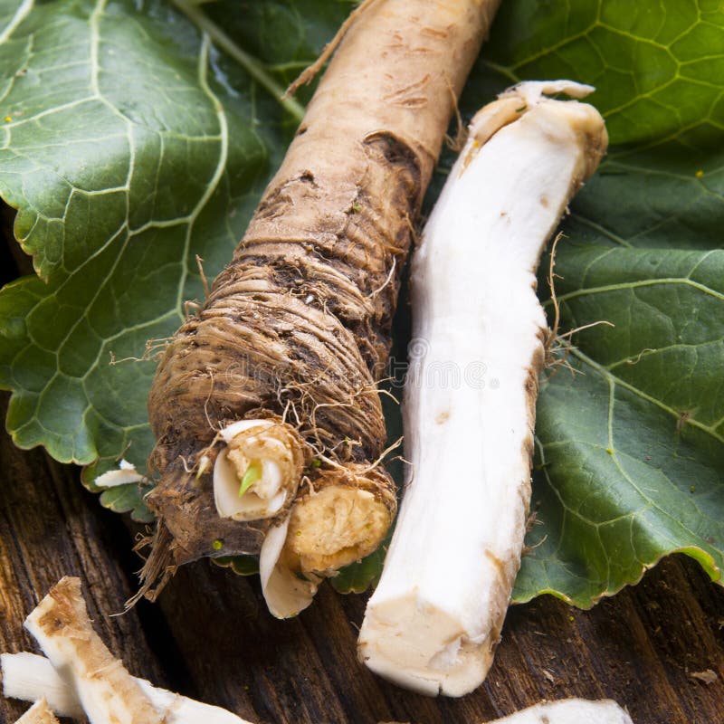 Raifort sauvage frais photo stock. Image du fresher, vivacité - 50288856