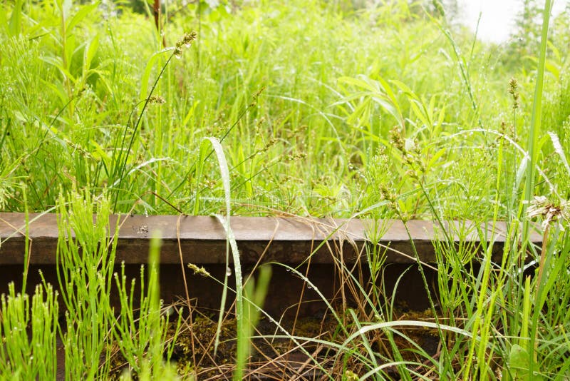 Rail in the grass. stock photo. Image of travel, railroad - 41552064