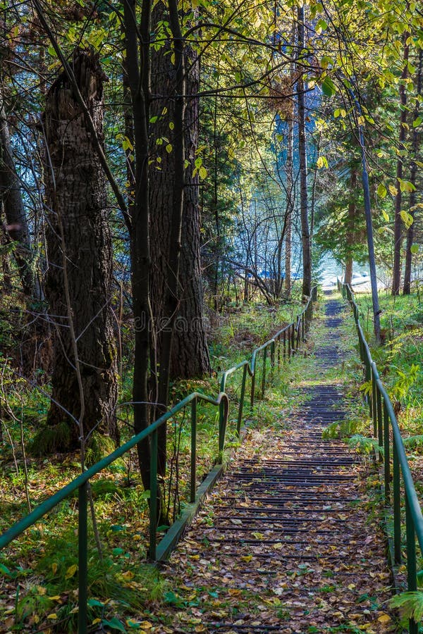 Railed Path in Siberian Forest Stock Photo - Image of russian, autumn ...