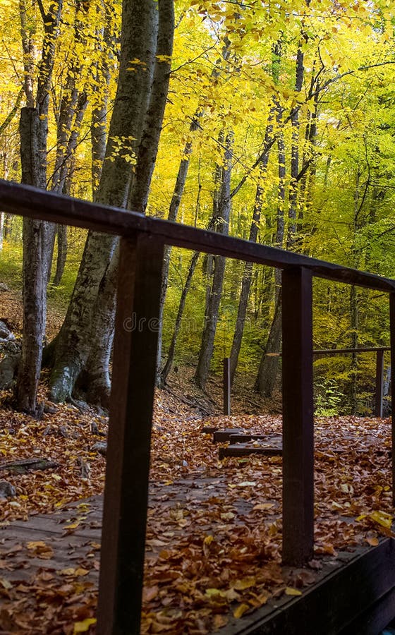 Railing and a Bench in the Woods. Place of Rest for Tourists in the ...
