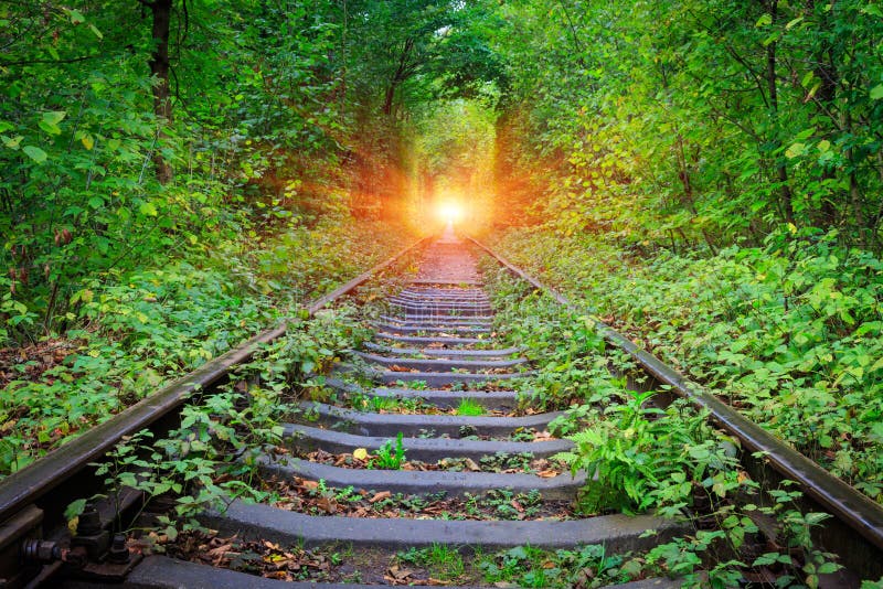 Railroad in forest stock image. Image of klevan, road - 61814915